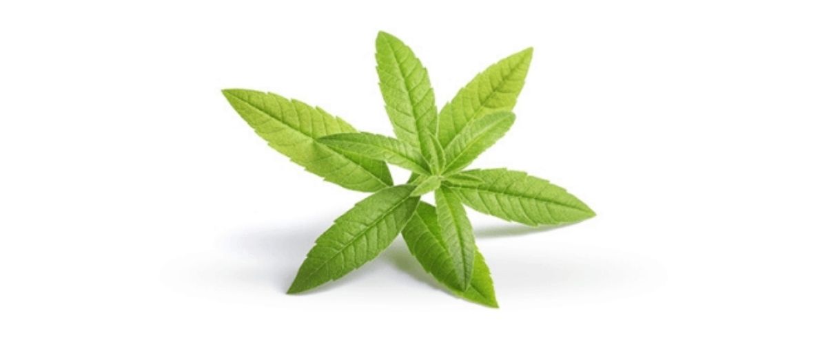 Vervain Plant Benefits (Verbena): Uses, Effects & Nutritional Value