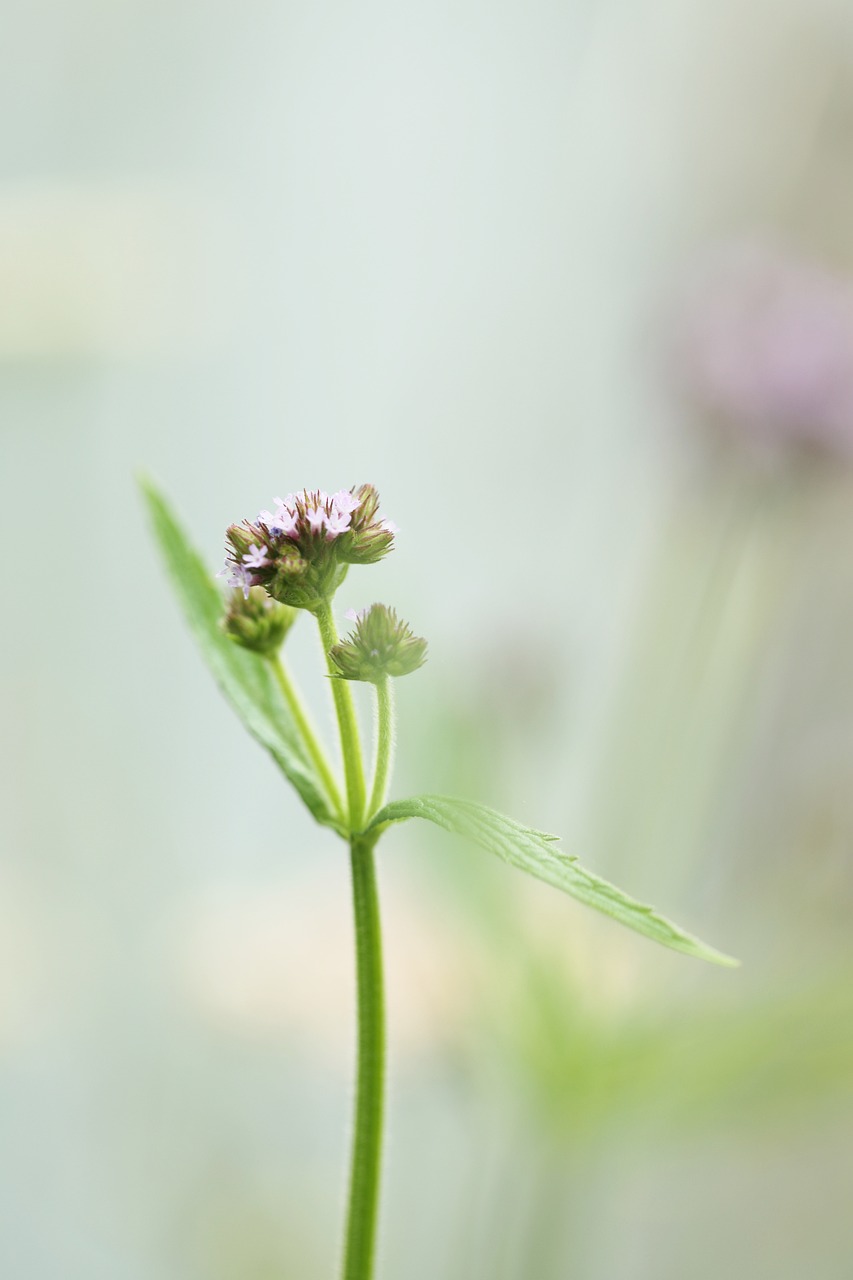 Vervain Plant Benefits (Verbena): Uses, Effects & Nutritional Value